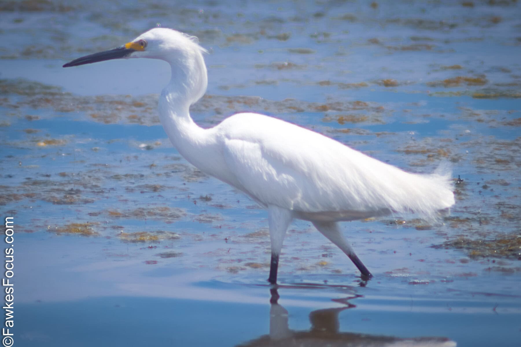 How to Identify White Herons: A Detailed Identification Guide - Fawkes ...